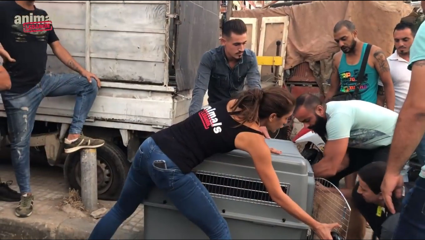 Animals Lebanon and Beirut Municipality help a group of 17 dogs